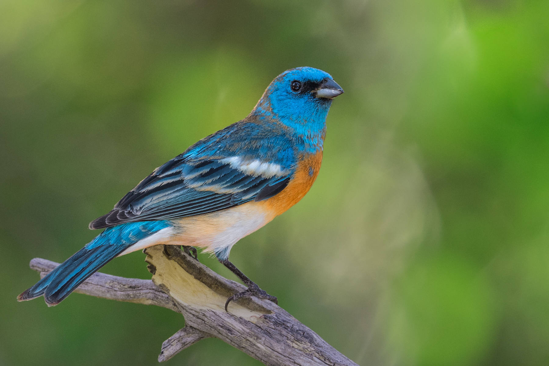 Lazuli Bunting Female