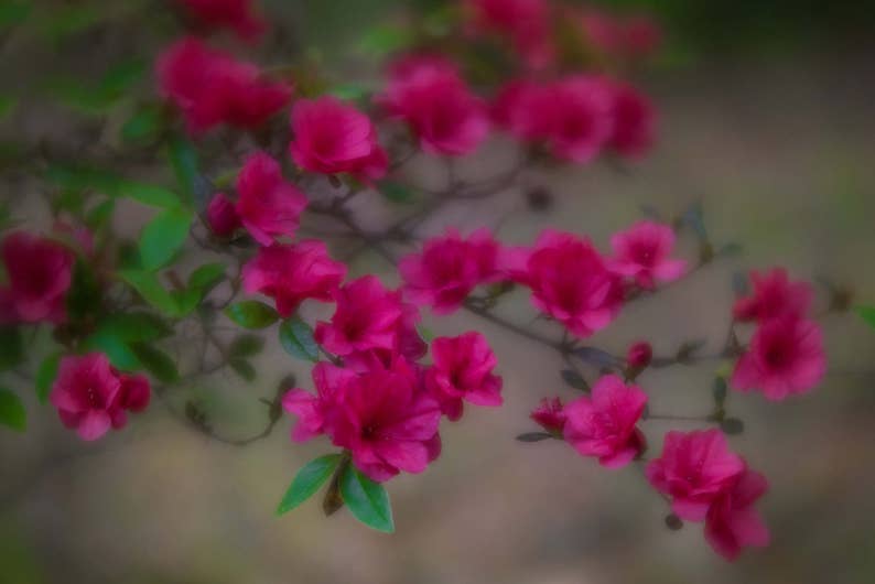 Azalea Print Pink Azalea Art Pink Azalea Canvas Wrap Bright | Etsy