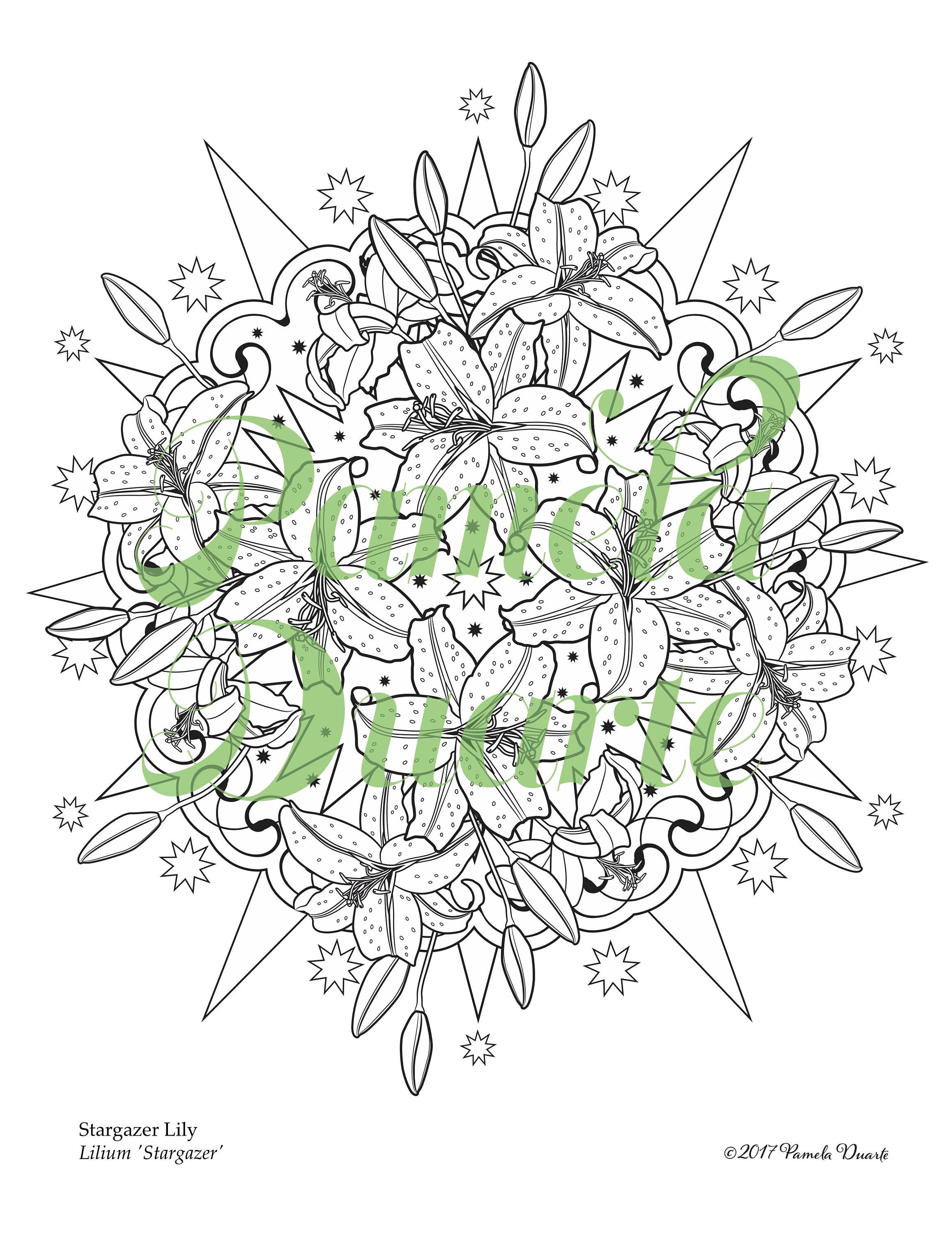 Stargazer Lily Coloring Pages