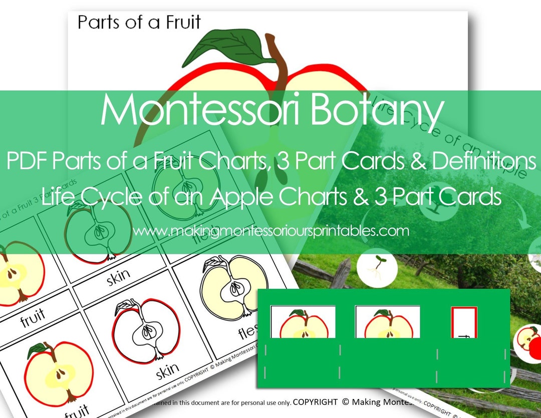 Montessori Parts of a Fruit and Apple Life Cycle Package PDF, Parts of ...