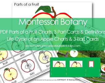 Montessori Parts of Apple - Etsy