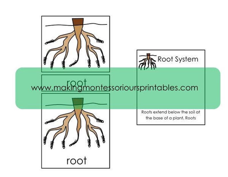Montessori Parts of a Root PDF Puzzle, 3 Part Cards & Definition Cards ...