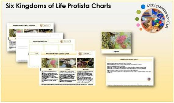 Six Kingdoms Protista Chart & Labels Printable Package - Etsy