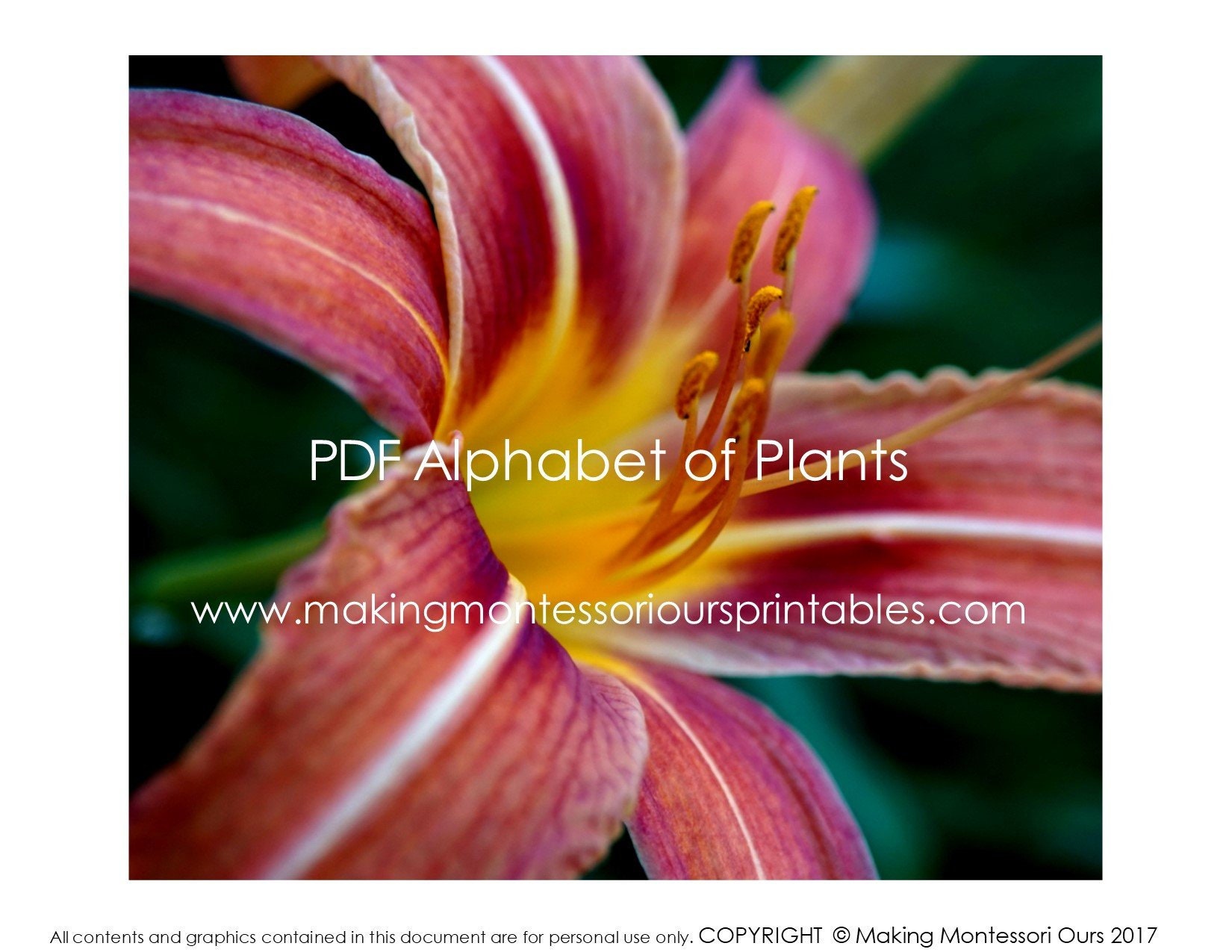 Montessori Plant Abcs, Alphabet of Plants 3 Part Cards PDF, Set of ...