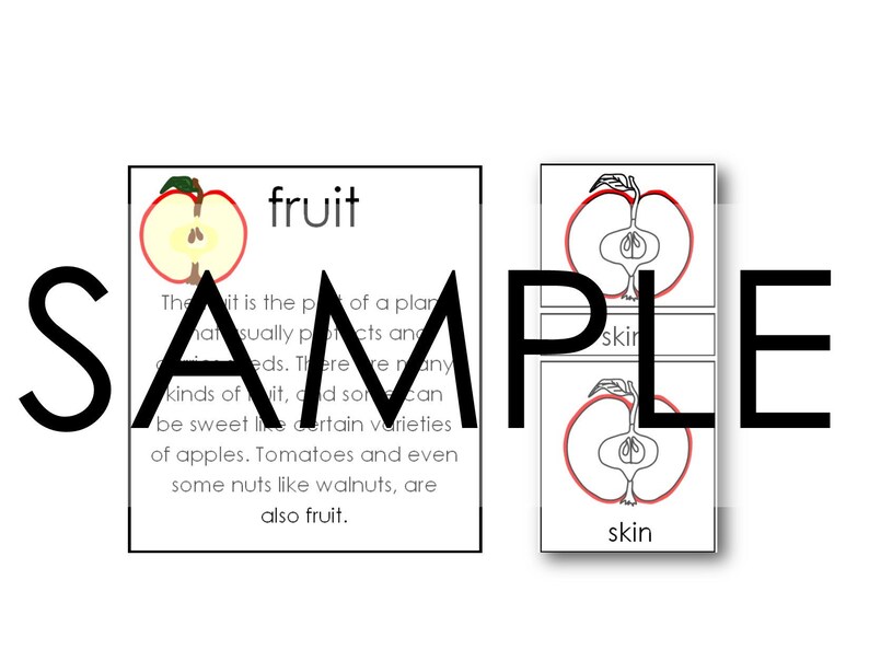 Montessori Parts of a Fruit and Apple Life Cycle Package PDF, Parts of ...