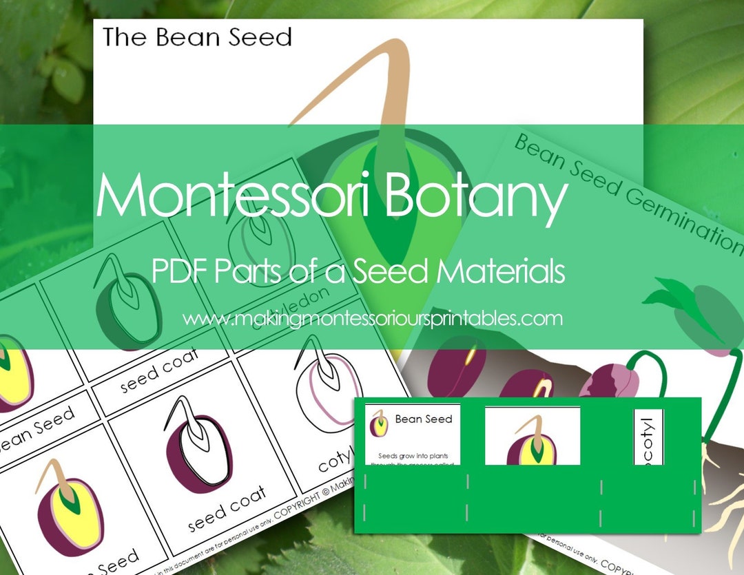 Montessori Botany Parts of a Seed PDF Puzzle, Activity Set, 3 Part ...