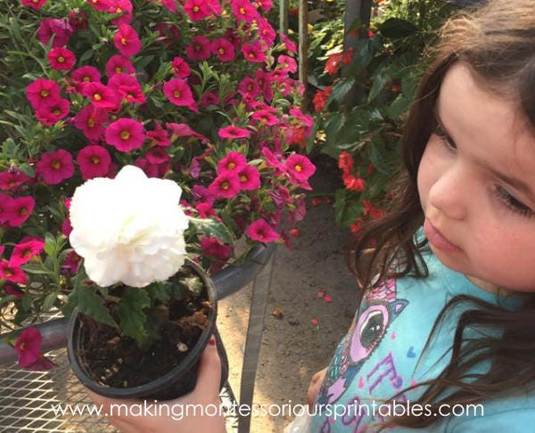 Montessori Botany Cabinet PDF Parts of a Flower 3 Part Cards & Puzzle ...