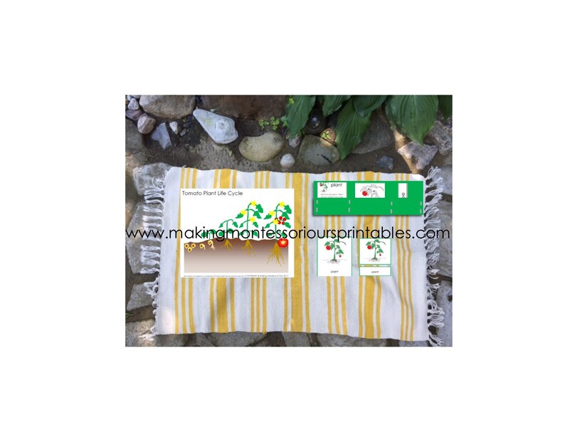 Montessori Botany Parts of a Plant Charts, 3 Part Cards, Labels, Life ...
