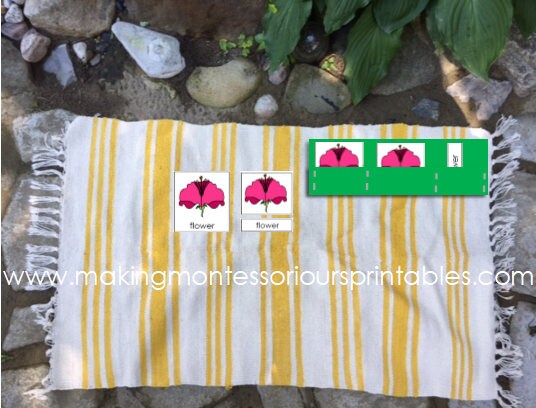 Montessori Botany Cabinet PDF Parts of a Flower 3 Part Cards & Puzzle ...