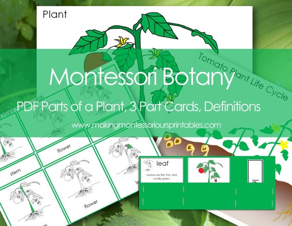 Montessori Parts of a Plant Charts 3 Part Cards Labels Life | Etsy