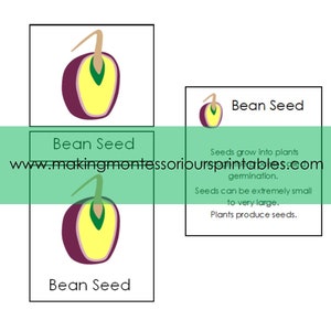 Montessori Botany Parts of a Seed PDF Puzzle, Activity Set, 3 Part ...