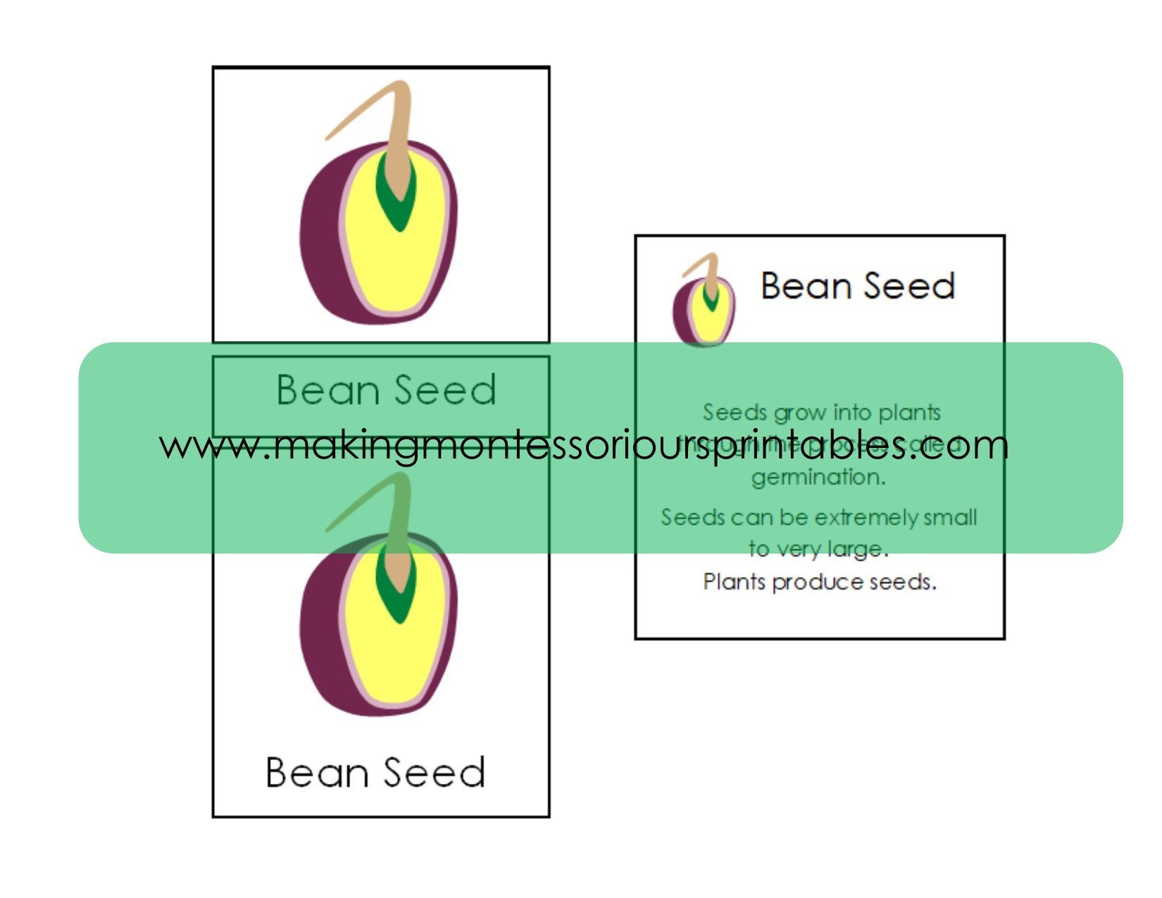 Montessori Botany Parts of a Seed PDF Puzzle, Activity Set, 3 Part ...