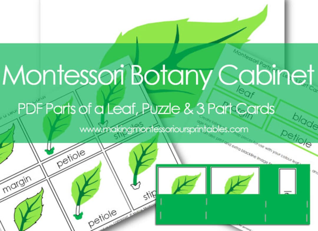 Montessori Botany Cabinet PDF Parts of a Leaf 3 Part Cards & Puzzle and ...
