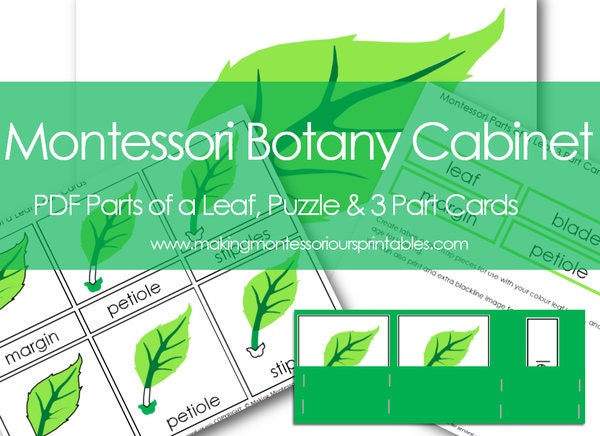 Montessori Botany Cabinet PDF Parts of a Leaf 3 Part Cards & Puzzle and ...