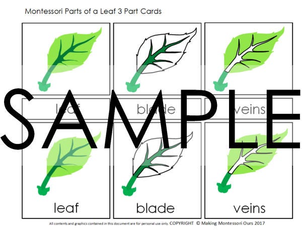 Montessori Botany Cabinet PDF Parts of a Leaf 3 Part Cards & Puzzle and ...
