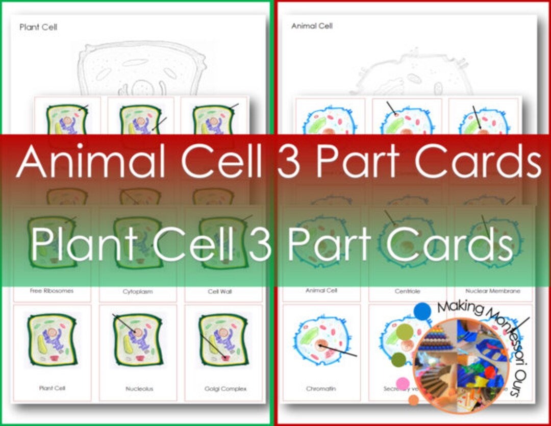 Montessori Animal & Plant Cell 3 Part Cards and Colouring Pages - Etsy