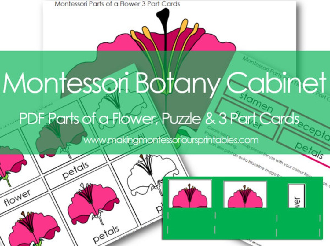 Montessori Botany Cabinet PDF Parts of a Flower 3 Part Cards & Puzzle ...