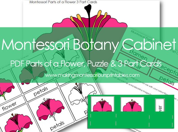 Montessori Botany Cabinet PDF Parts of a Flower 3 Part Cards & | Etsy