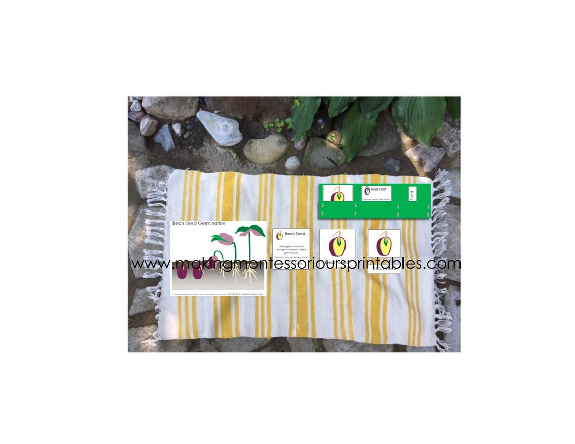 Montessori Botany Parts of a Seed PDF Puzzle, Activity Set, 3 Part ...