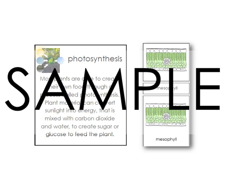Montessori Cross Section of a Leaf & Photosynthesis Package PDF, Leaf ...