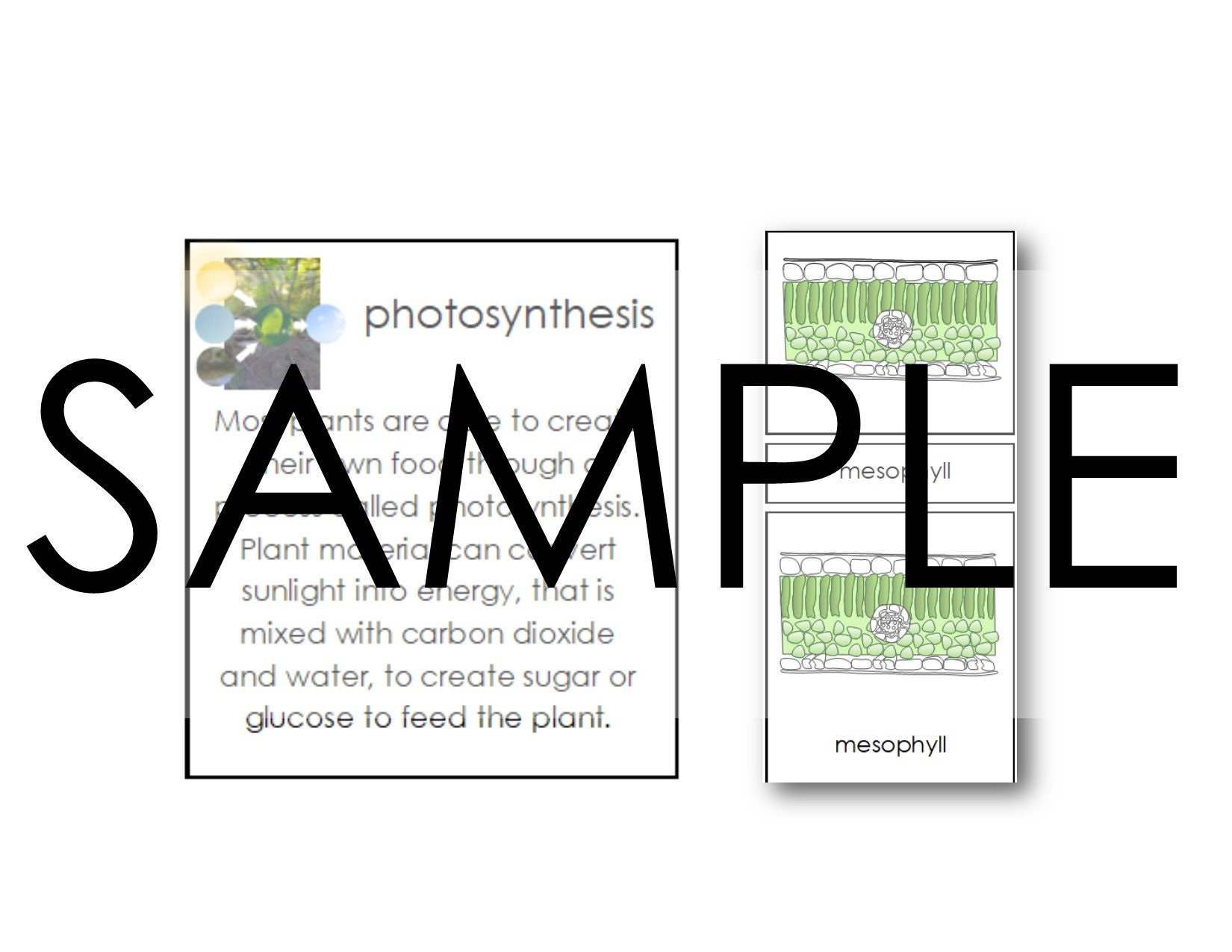 Montessori Cross Section of a Leaf & Photosynthesis Package PDF, Leaf ...
