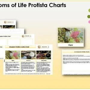 Six Kingdoms Protista Chart & Labels Printable Package - Etsy