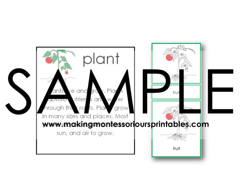 Montessori Botany Parts of a Plant Charts, 3 Part Cards, Labels, Life ...