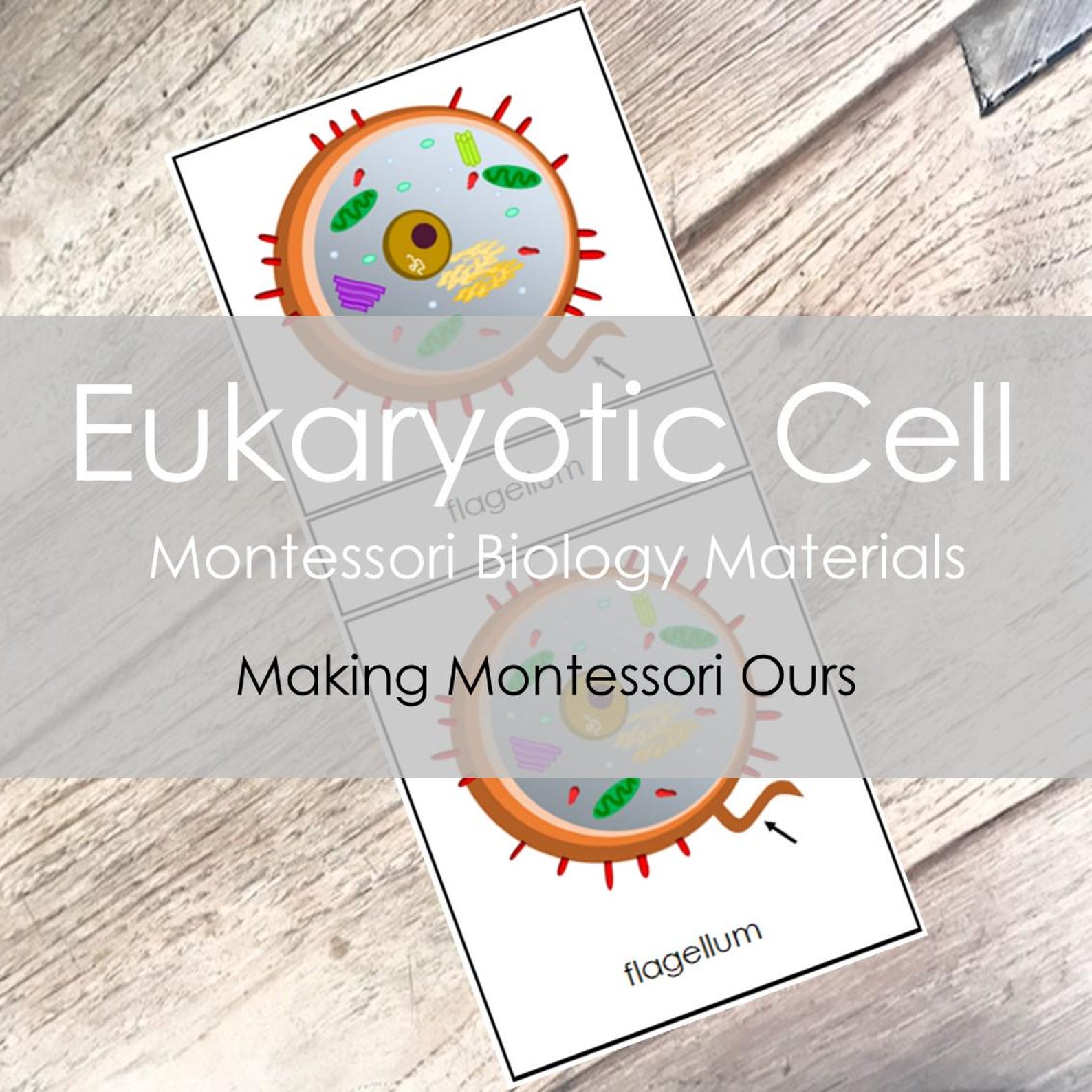 Montessori Eukaryotic Cell PDF Learning Materials Set 3 Part Cards and ...