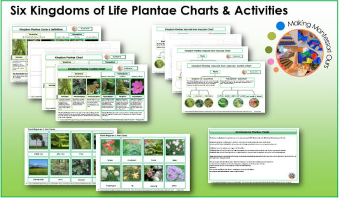 Kingdom Plantae Chart
