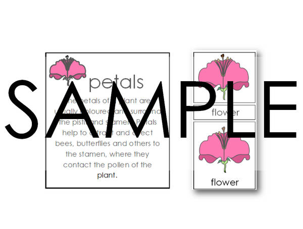 Montessori Botany Cabinet PDF Parts of a Flower 3 Part Cards & Puzzle ...