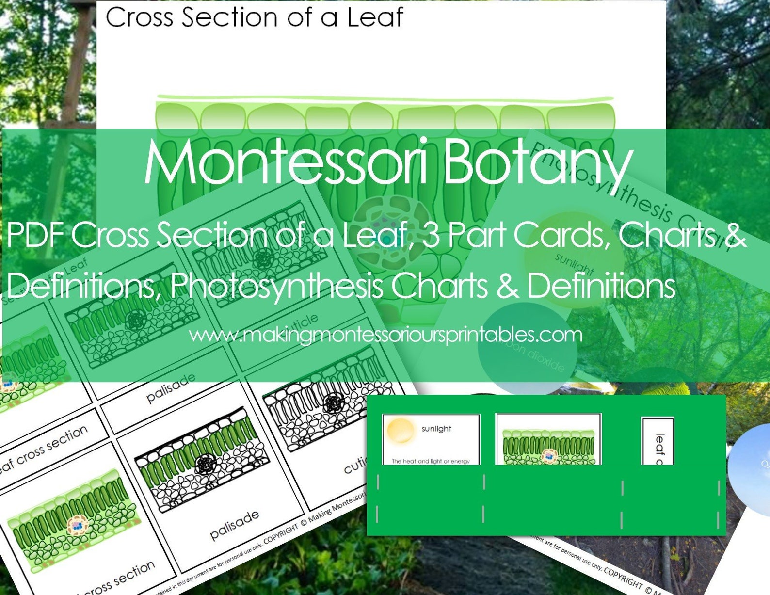 Montessori Cross Section of a Leaf & Photosynthesis Package PDF, Leaf ...