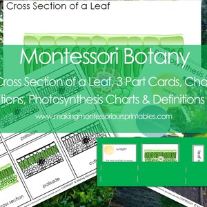 Montessori Cross Section of a Leaf & Photosynthesis Package PDF, Leaf ...