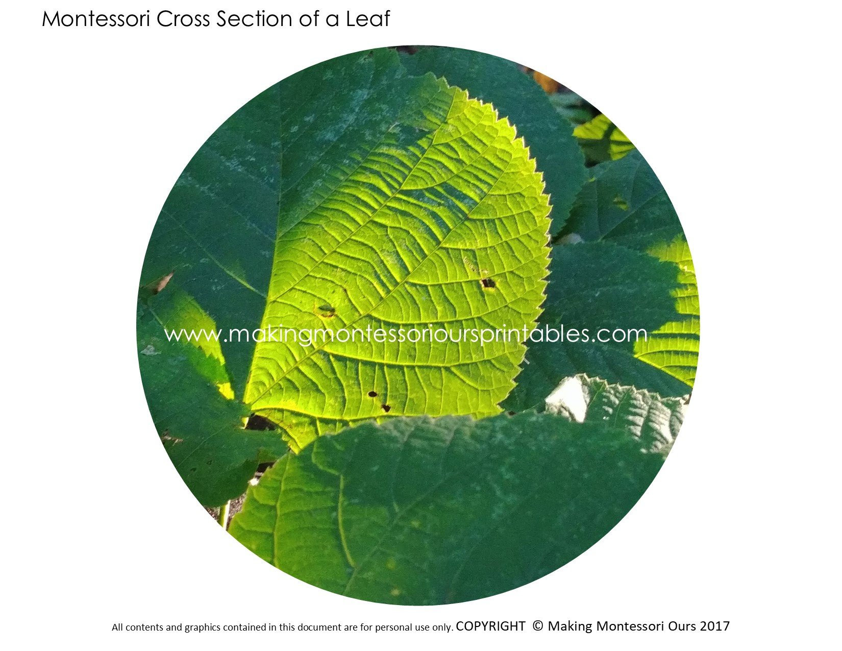 Montessori Cross Section of a Leaf & Photosynthesis Package PDF, Leaf ...