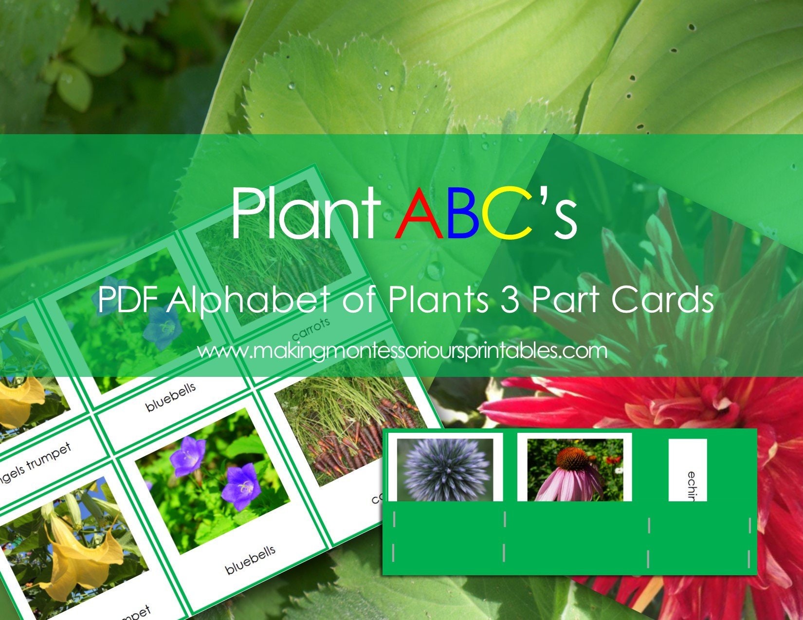 Montessori Plant Abc’s, Alphabet of Plants 3 Part Cards PDF, Set of ...