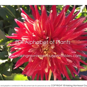 Montessori Plant Abc’s, Alphabet of Plants 3 Part Cards PDF, Set of ...