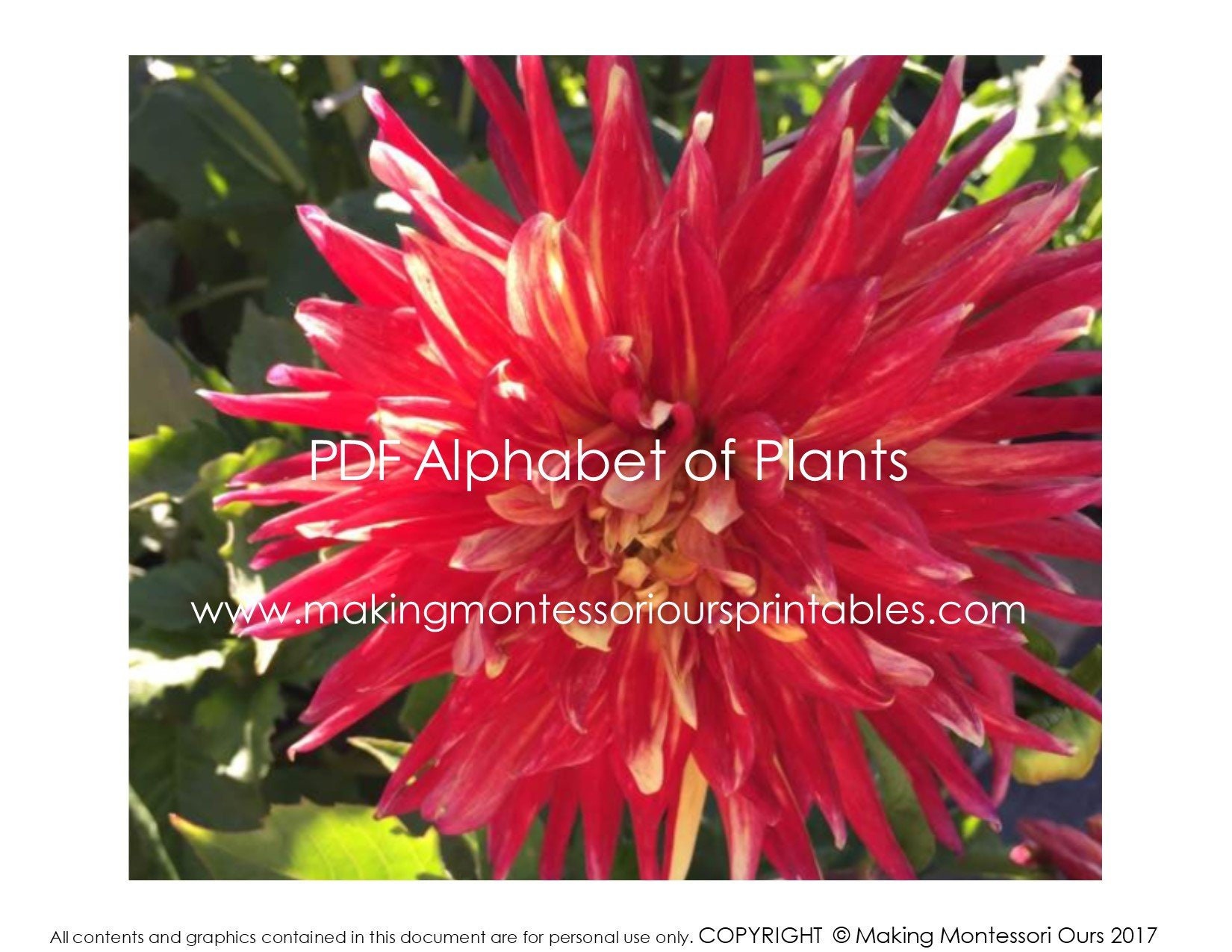 Montessori Plant Abc’s, Alphabet of Plants 3 Part Cards PDF, Set of ...