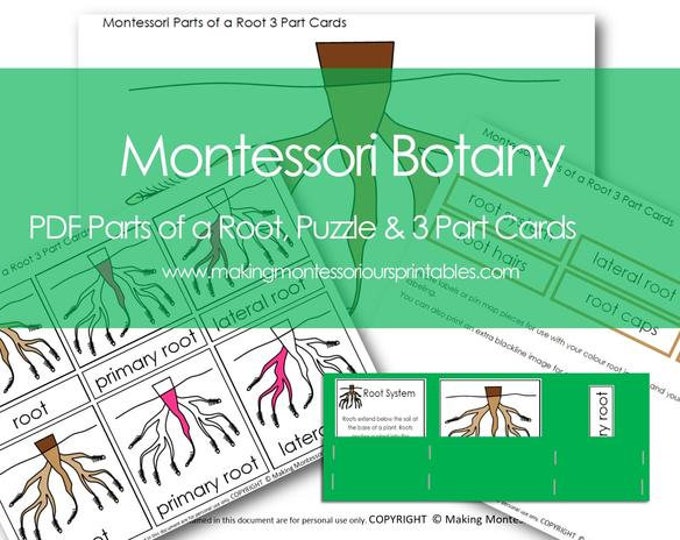 Parts of a Dicot Root Nomenclature 3-part Cards & Blackline Master ...