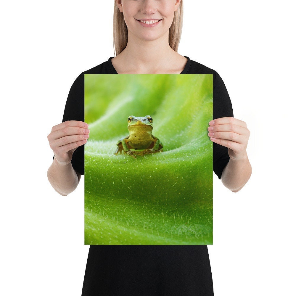 Frog Poster Wall Decor Art Print Satin Finish Poster Prints Giclée Art ...