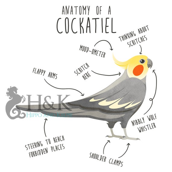 Funny cockatiel store