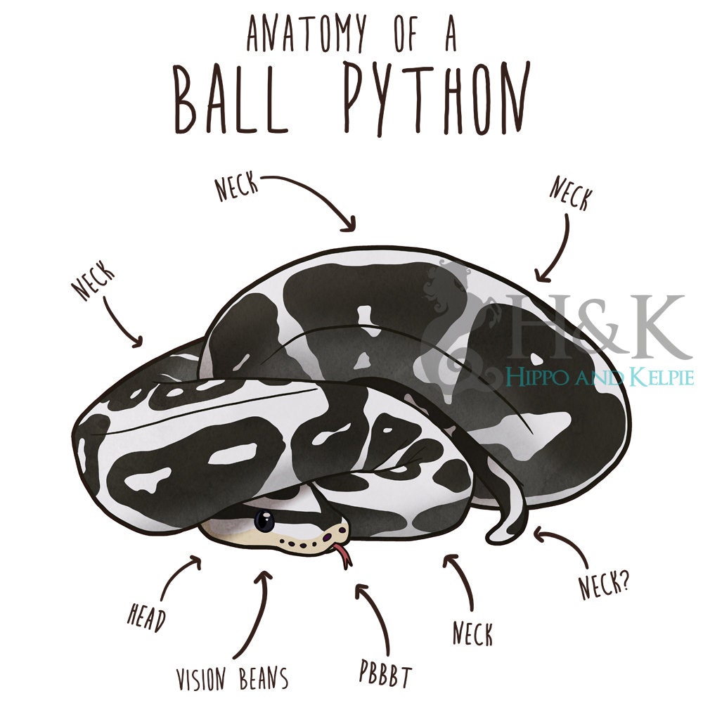 Axanthic Ball Python Coffee Mug Cute Snake Lover Gift Funny | Etsy