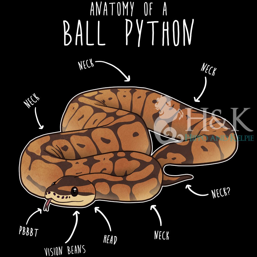 Ball Python Diagram