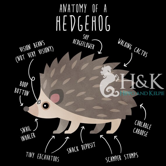 Male Hedgehog Anatomy