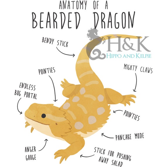 Bearded Dragon Anatomy Diagram Eastern Dragon Skeletal Anatomy By