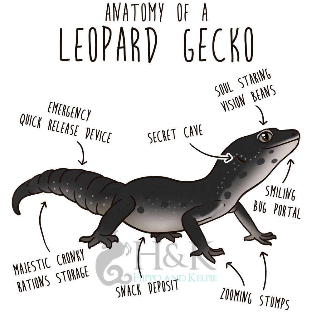 Leopard Gecko Black Pearl