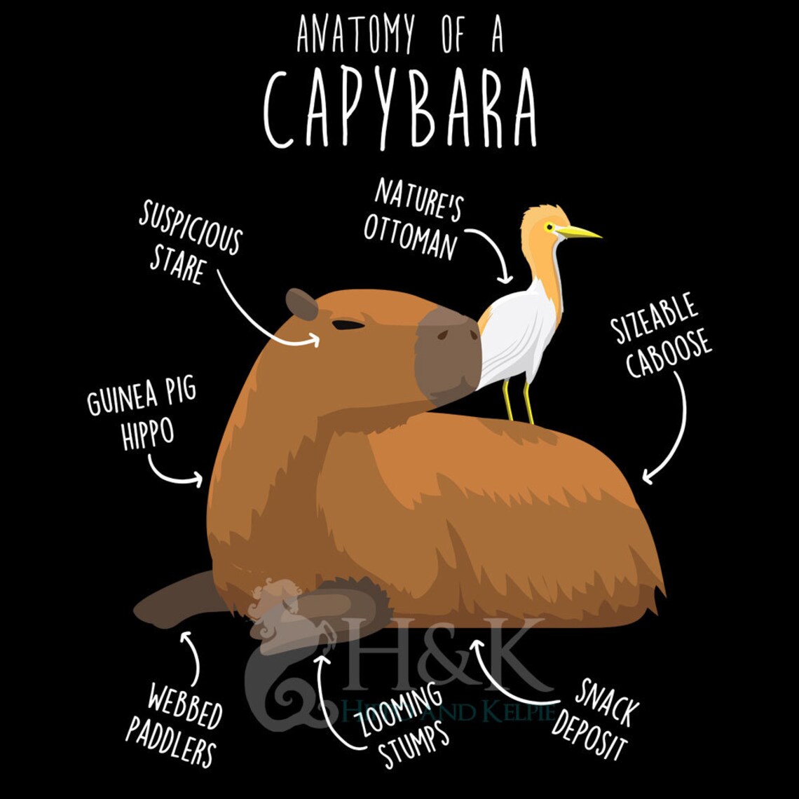 Capybara Shirt, Women Men, Mandarin Orange, Funny Animal Lover Gift ...