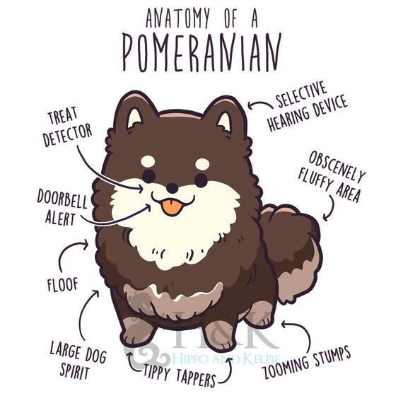 Pomerania Chocolate Y Canela #pomeranian #pomboo #pomeranianspitz