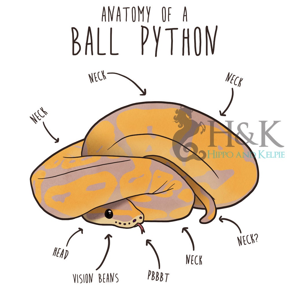 Banana Ball Python Coffee Mug Cute Snake Lover Gift Funny - Etsy