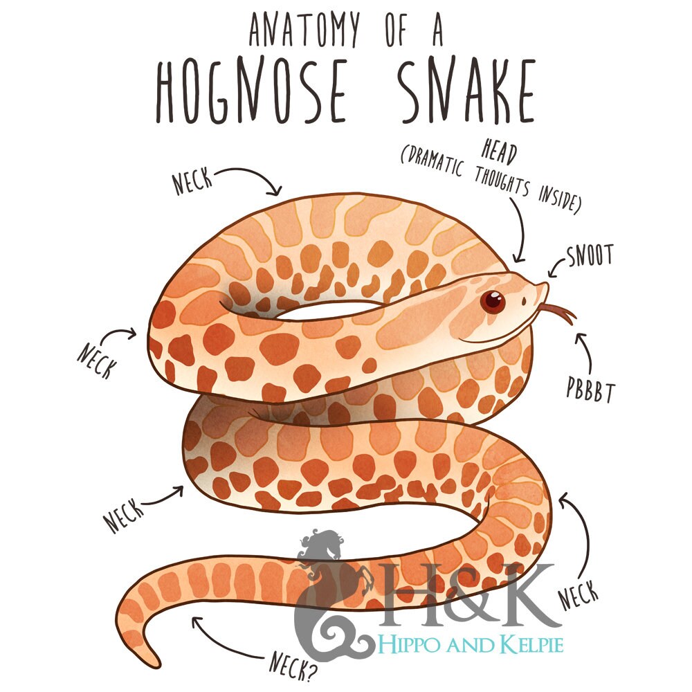 Albino Hognose Snake Coffee Mug Cute Snake Lover Gift Funny - Etsy