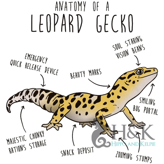 Leopard Gecko Anatomy