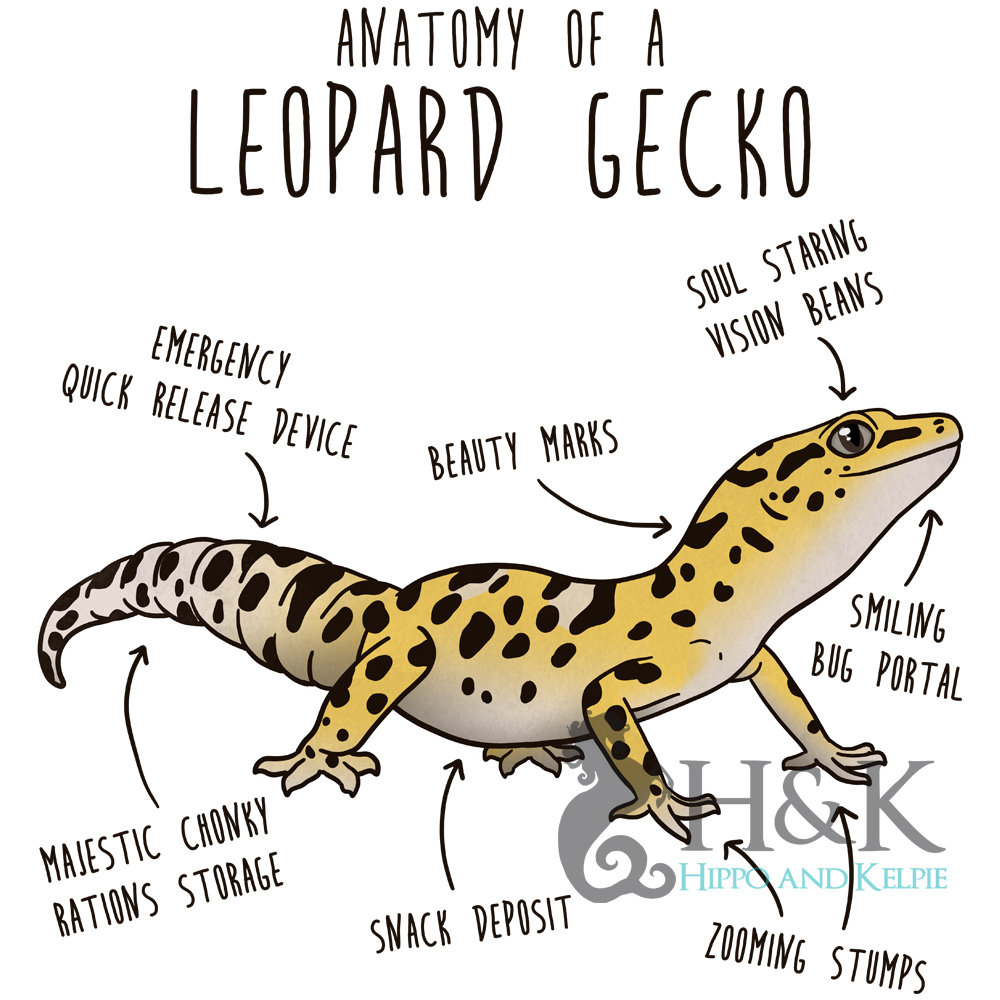 Leopard Gecko Coffee Mug, Cute Reptile Gift, Gecko Lover, Funny Lizard ...